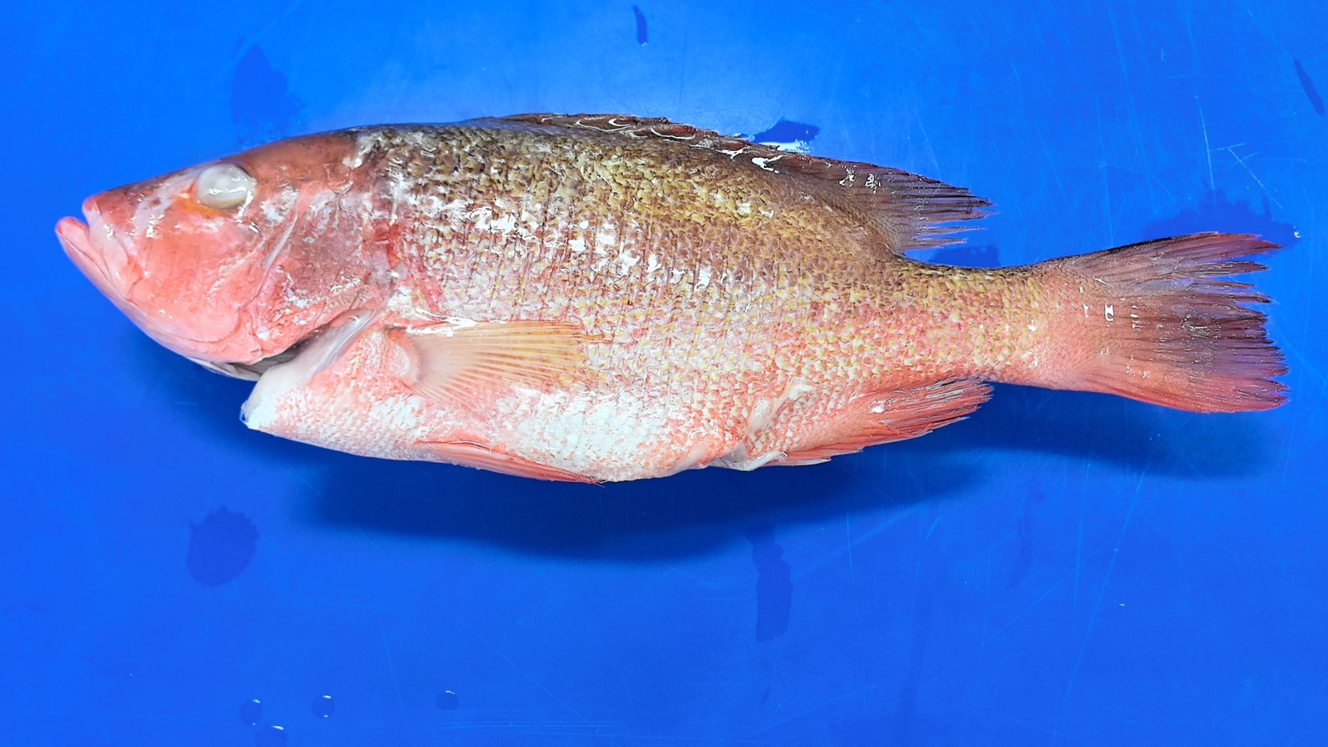 Frozen Red Snapper | Farm-Raised Sea Red Snapper Supplier