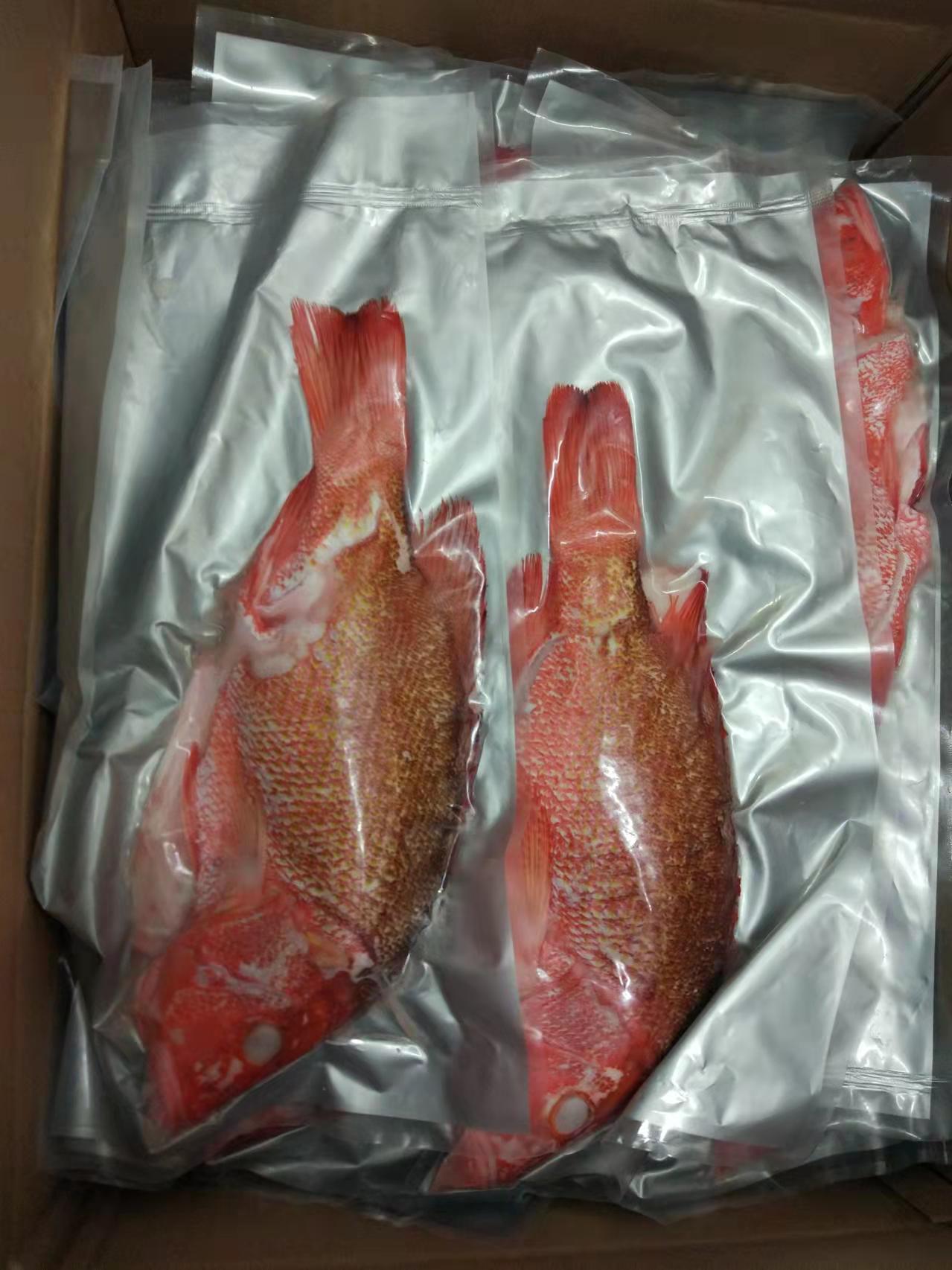 Frozen Red Snapper | Farm-Raised Sea Red Snapper Supplier