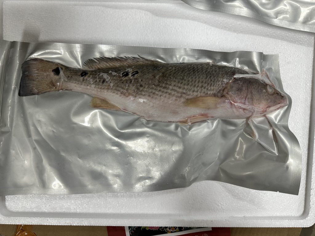 Premium Farm Raised Red Drum Fish – Brackish Water Aquaculture | Frozen ...