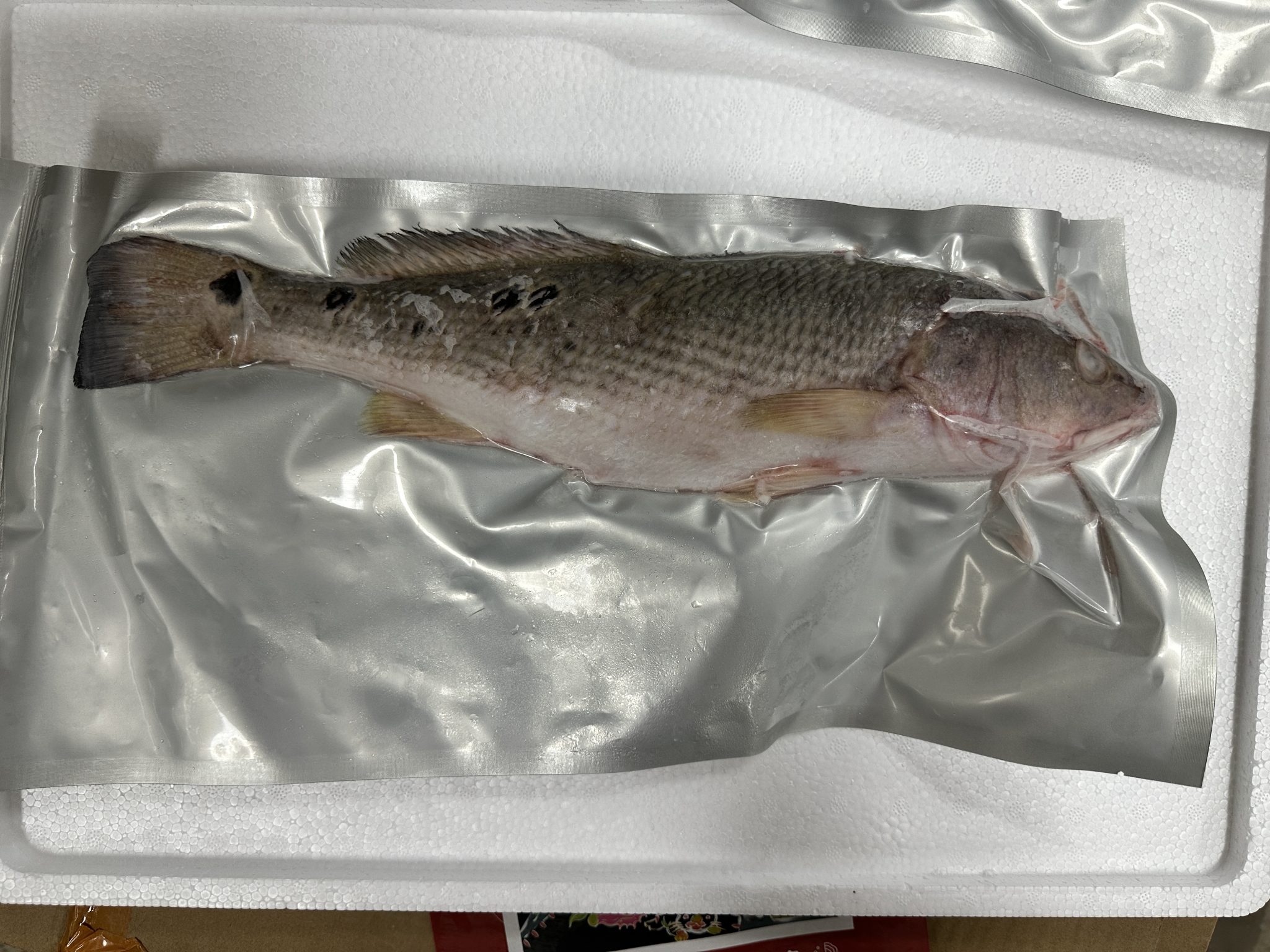 Premium Farm Raised Red Drum Fish – Brackish Water Aquaculture | Frozen ...