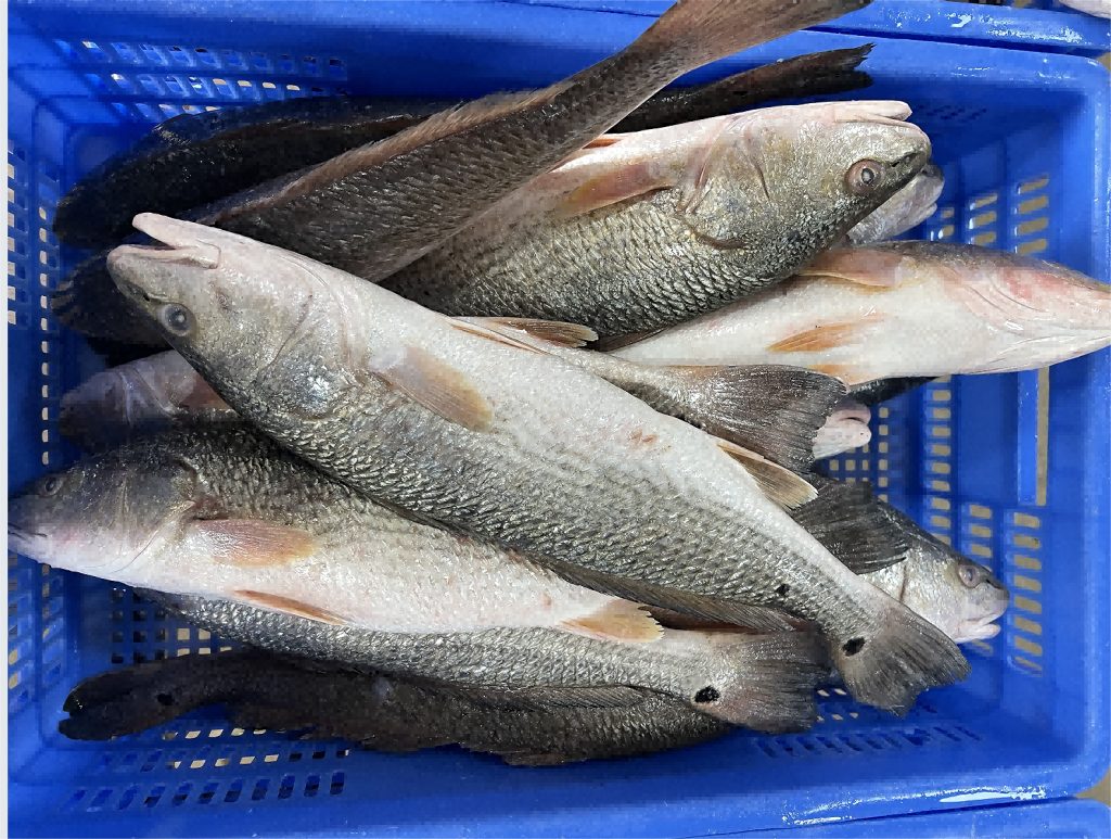 Premium Farm Raised Red Drum Fish – Brackish Water Aquaculture | Frozen ...