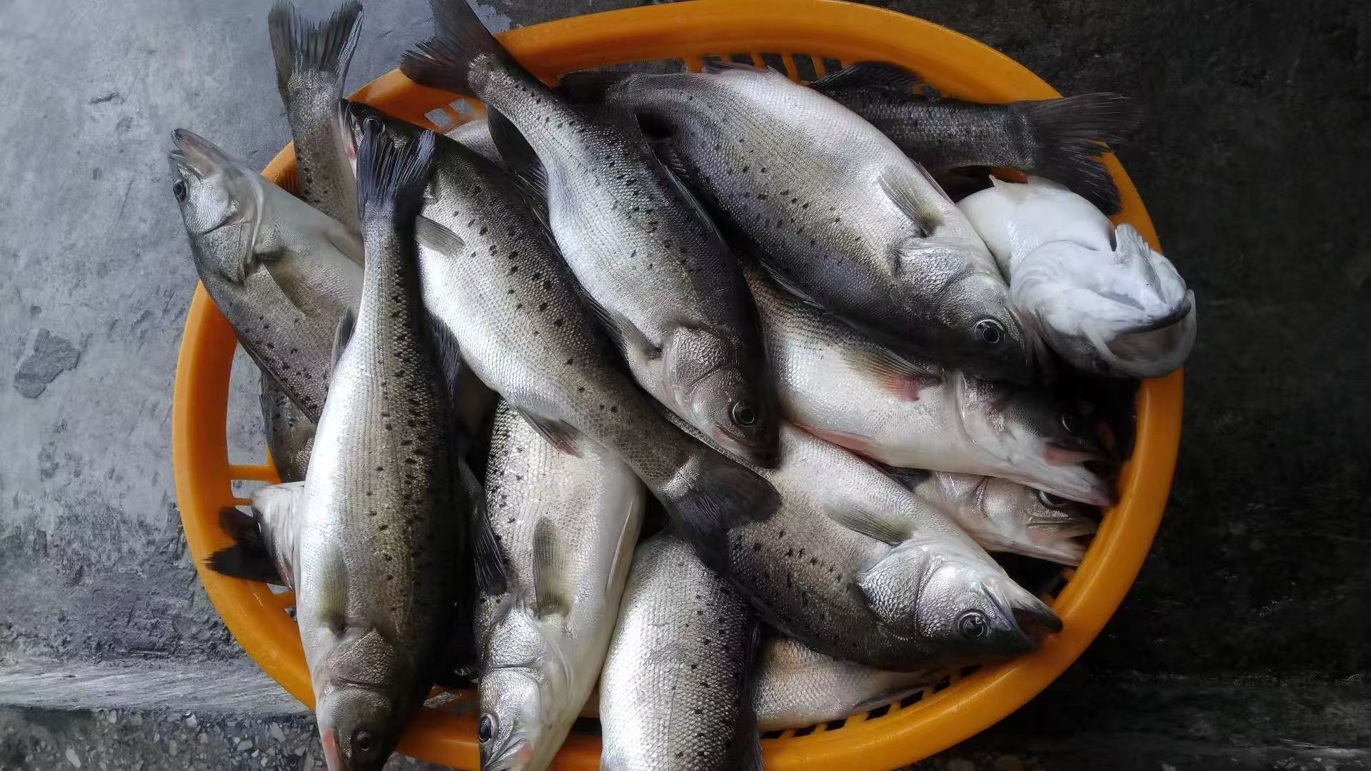 Sea Bass Price Update: Live and Ice Transport Rates This Week