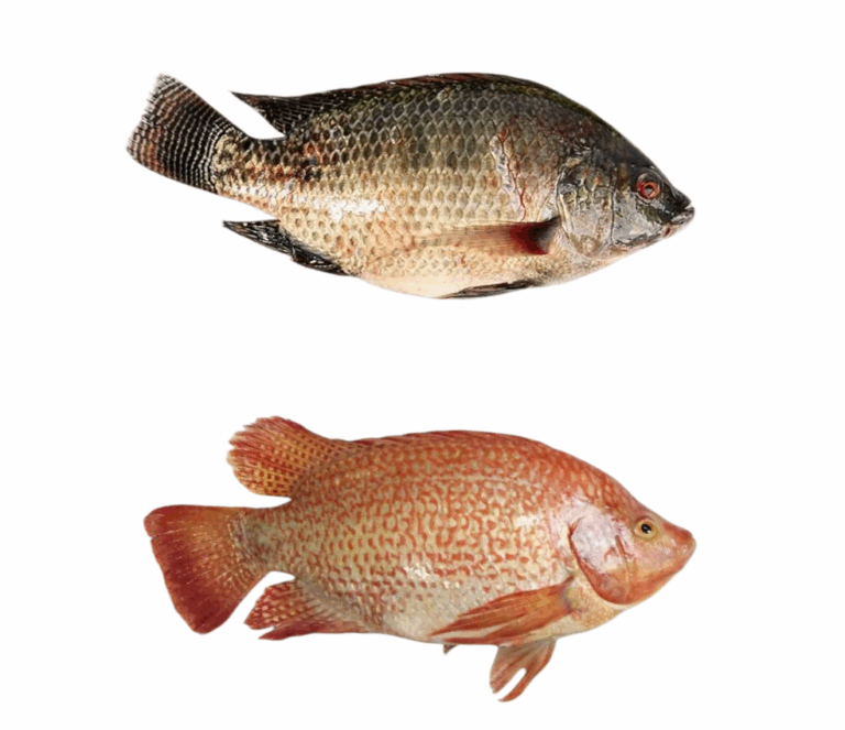 What is Red Tilapia? Characteristics, Growth, and Processing | Zhuhai ...