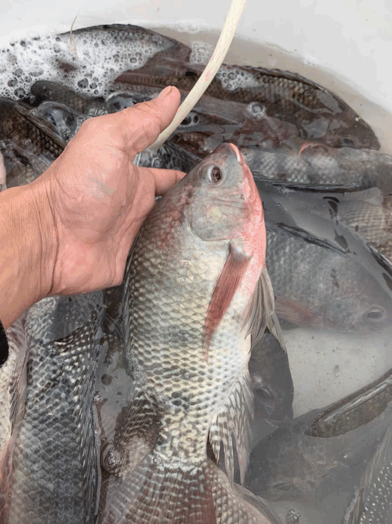 China Freshwater Fish Market Price Report – December 7, 2025 | CHF Seafood